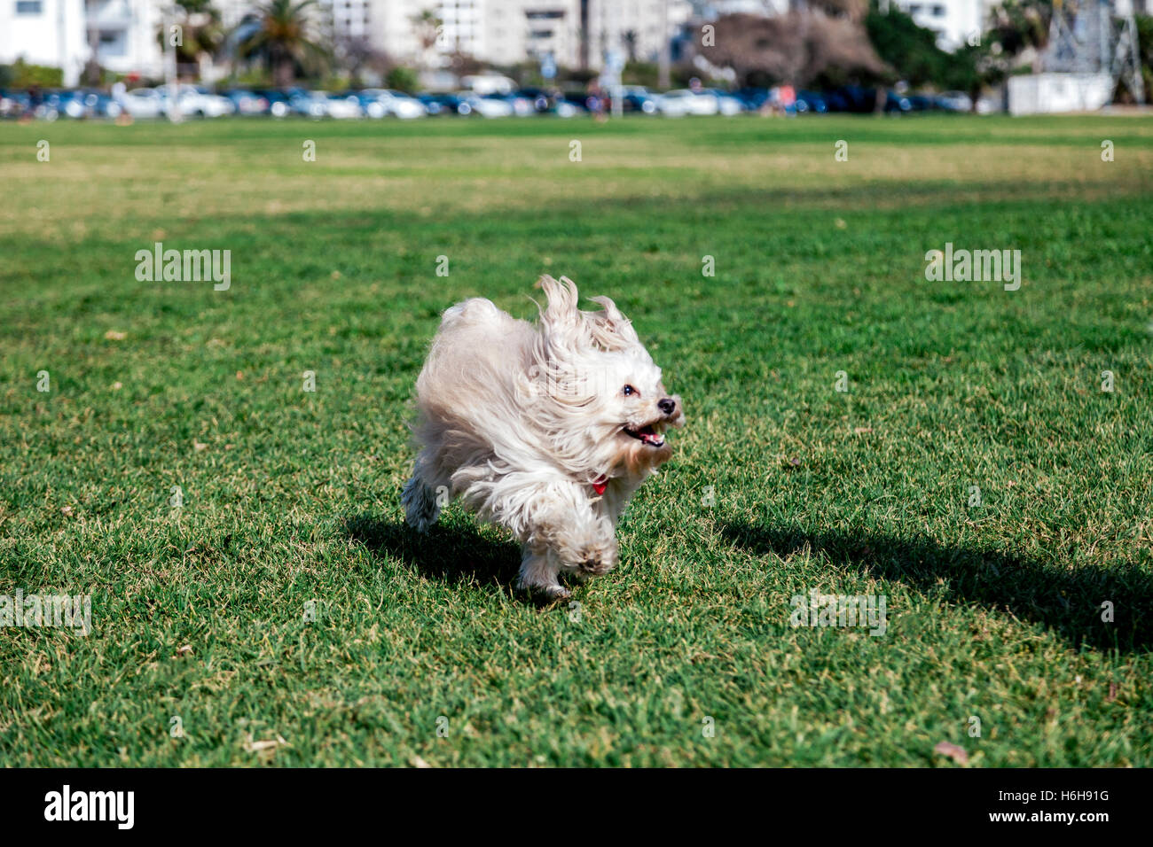 A Toy Poodle running happily on the grass at a park Stock Photo - Alamy