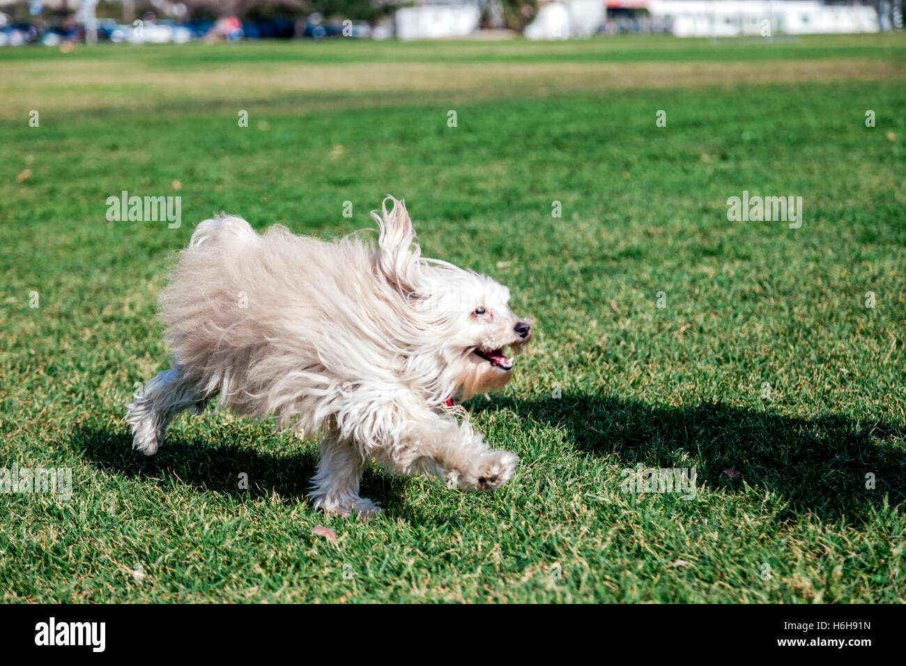 A Toy Poodle running happily on the grass at a park Stock Photo - Alamy
