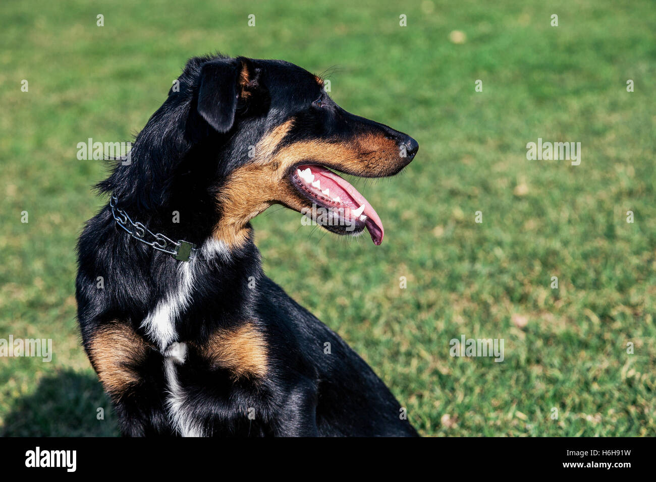 Doberman Pinscher Australian Shepherd Mix