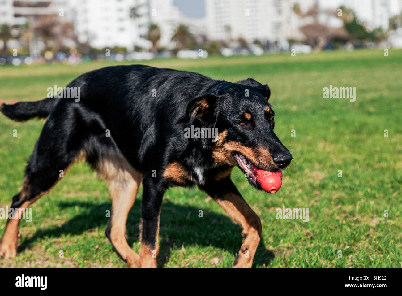 Beauceron with Australian Shepherd dog running after a toy in the park ...