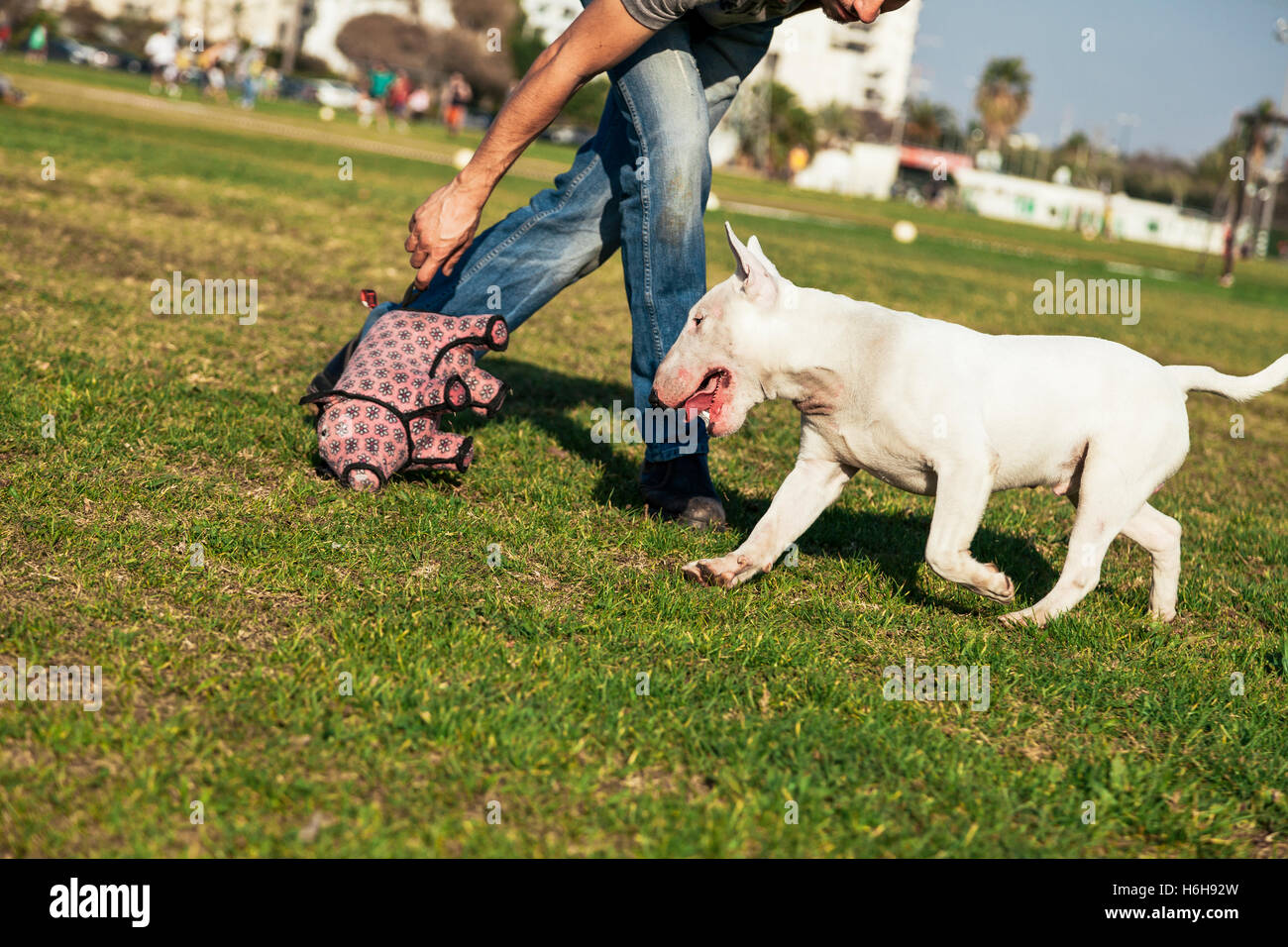 Bull Terrier dog playing with a plush toy pig on a sunny day at the ...