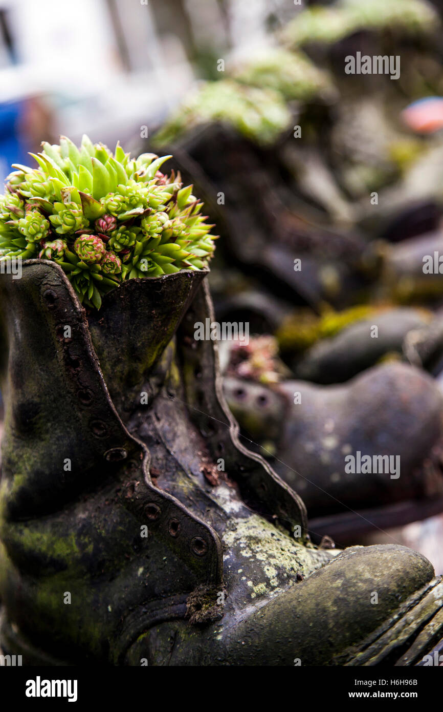 Old army boots serving as planters Stock Photo - Alamy