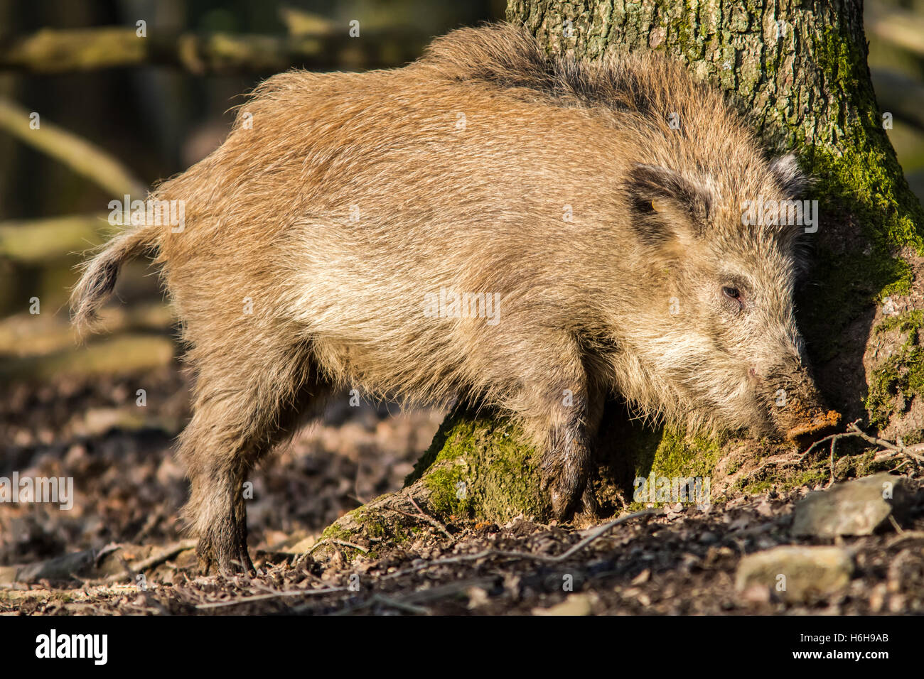 Wild Boar (sus scrofa scrofa) - wild boar enclosure, Roetgen, Germany ...