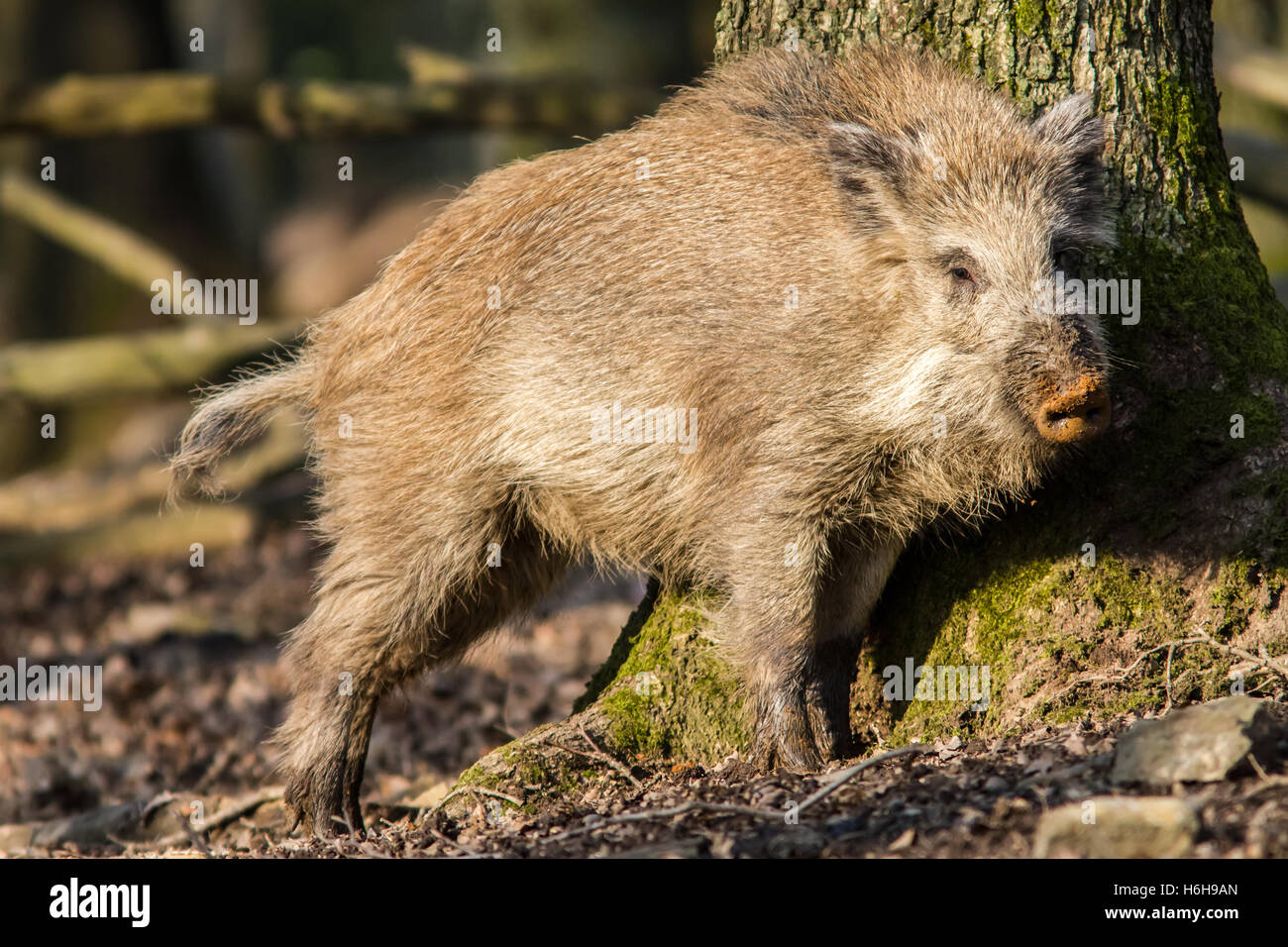 Wild Boar (sus scrofa scrofa) - wild boar enclosure, Roetgen, Germany ...