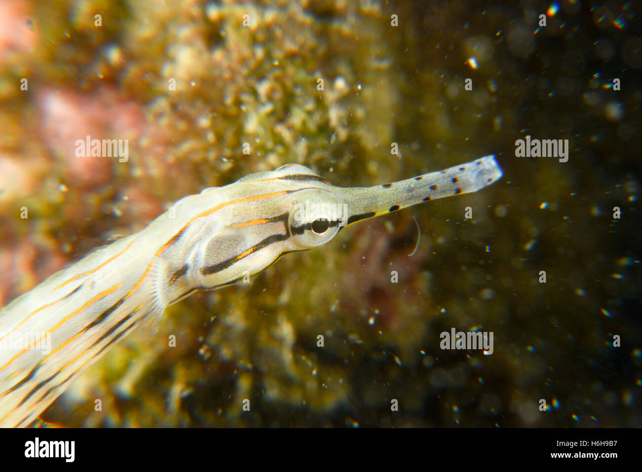 Pipefish ( close up). in Yap, Micronesia. Depth 1m Stock Photo - Alamy