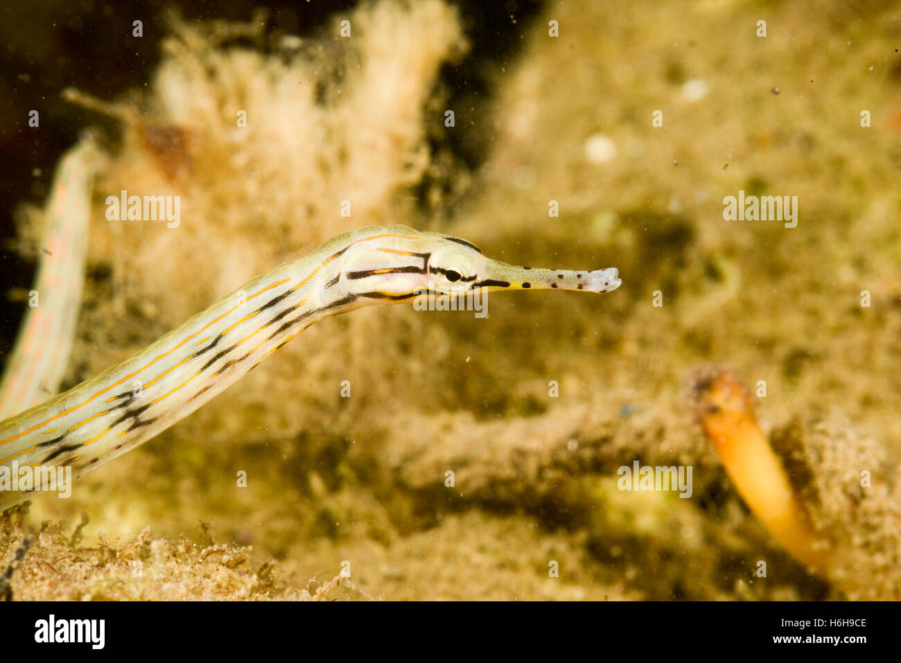 Crawling fish hi-res stock photography and images - Alamy