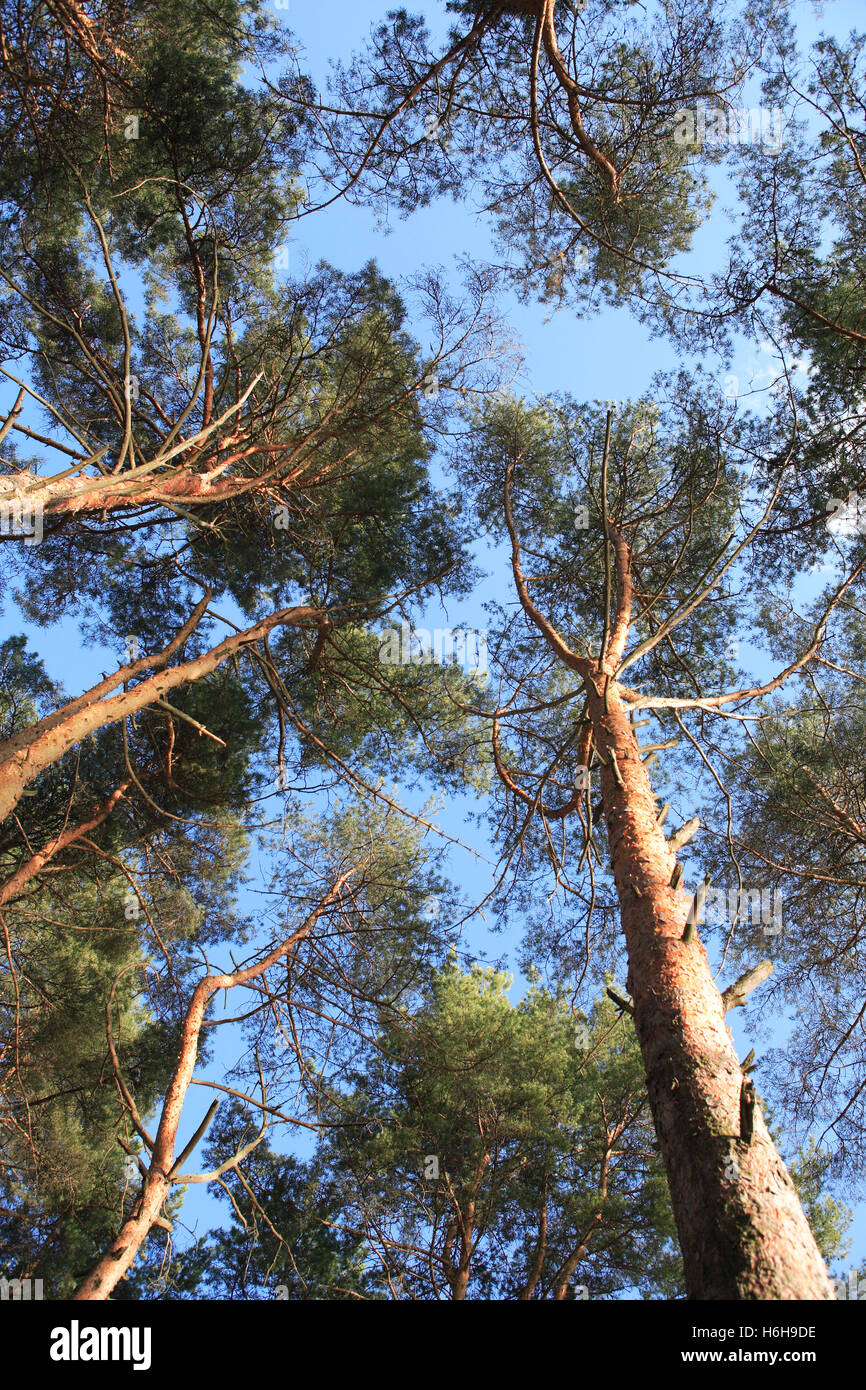Few high pine-trees against blue sky. Nice background Stock Photo - Alamy