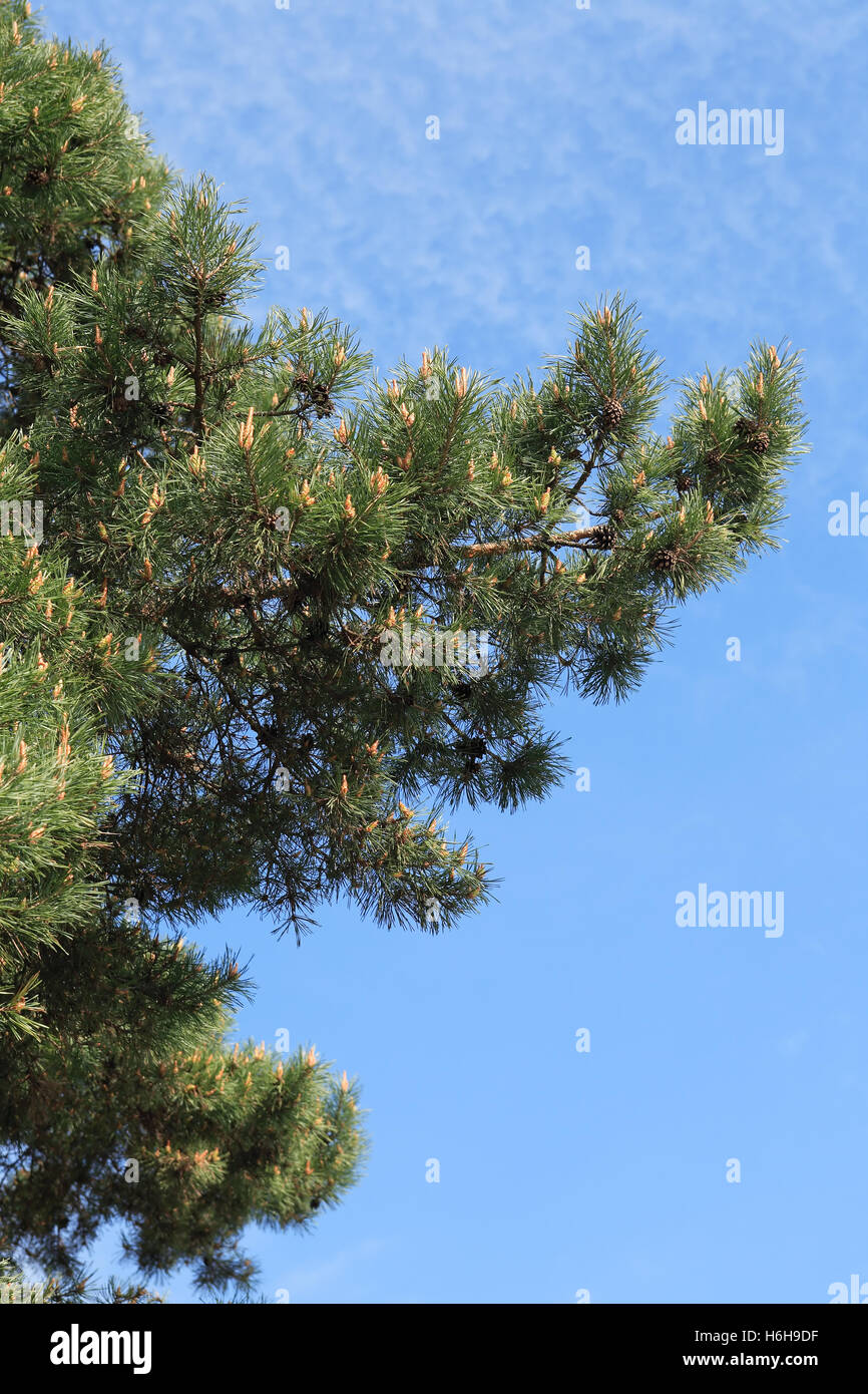 Big twig hi-res stock photography and images - Alamy