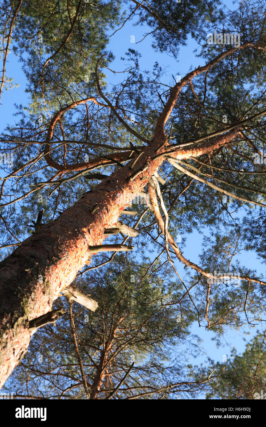 Closeup of high pine tree against blue sky Stock Photo - Alamy