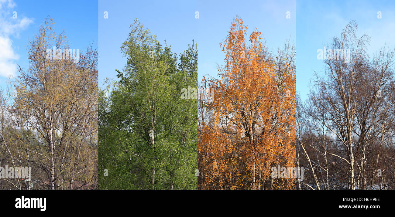 Four Seasons. One birch tree at four seasons of year Stock Photo - Alamy