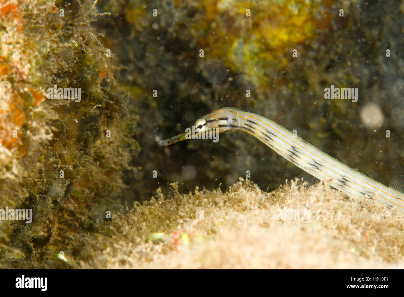 Crawling fish hi-res stock photography and images - Alamy