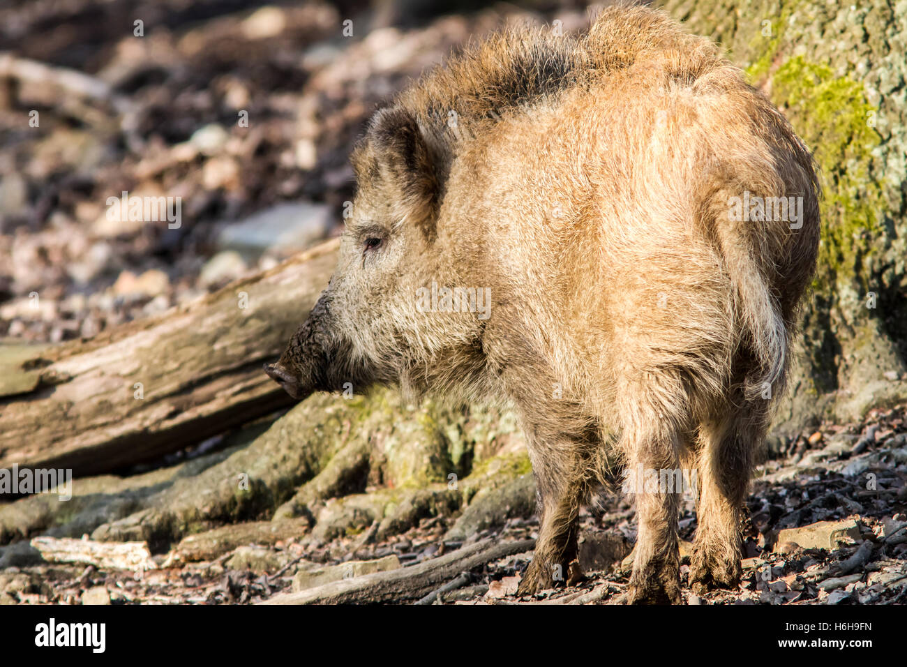 Wild Boar (sus scrofa scrofa) - wild boar enclosure, Roetgen, Germany ...
