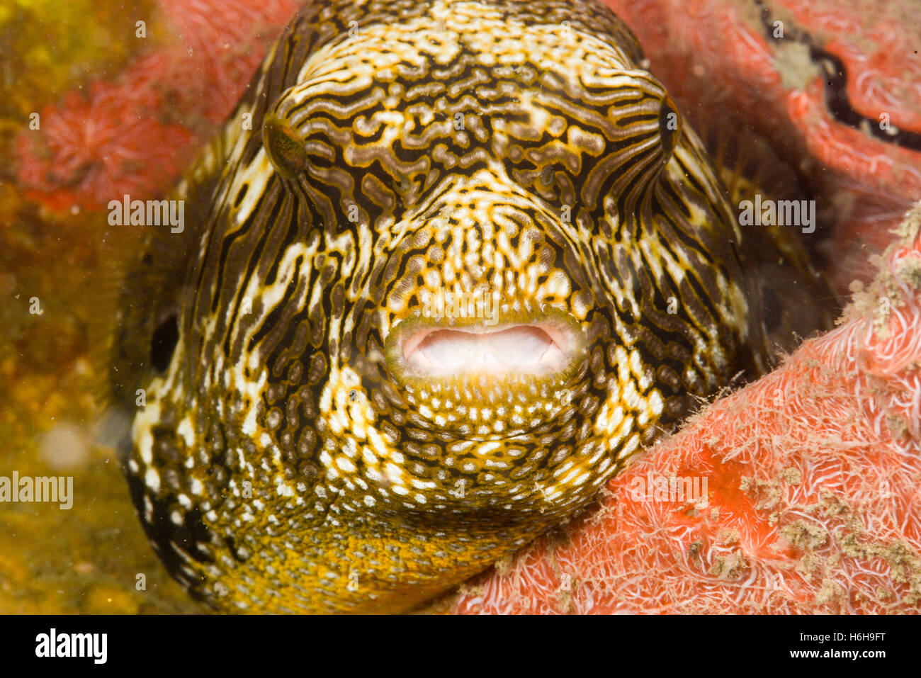 Pufferfish face hi-res stock photography and images - Alamy