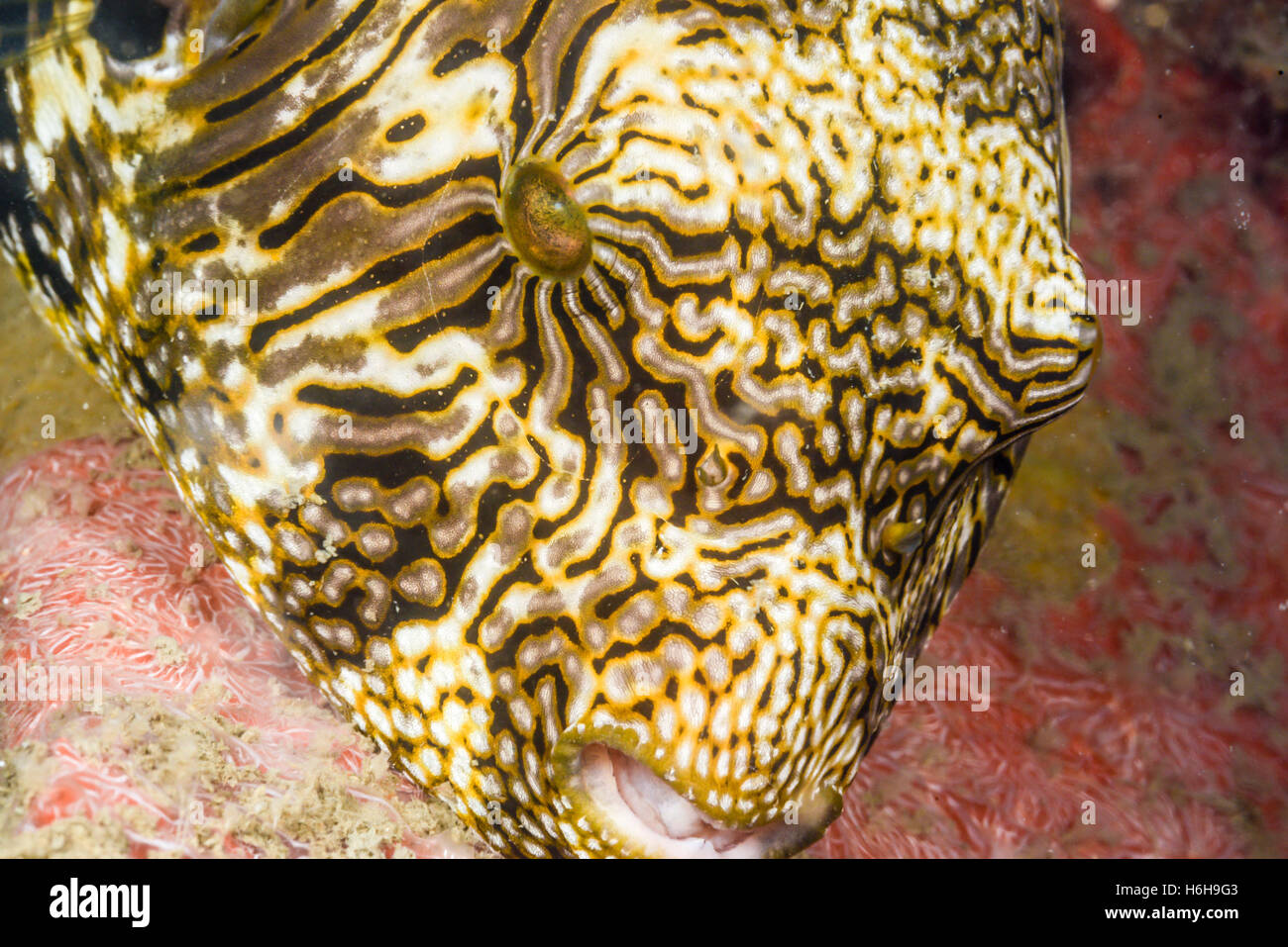 Yap micronesia hi-res stock photography and images - Alamy