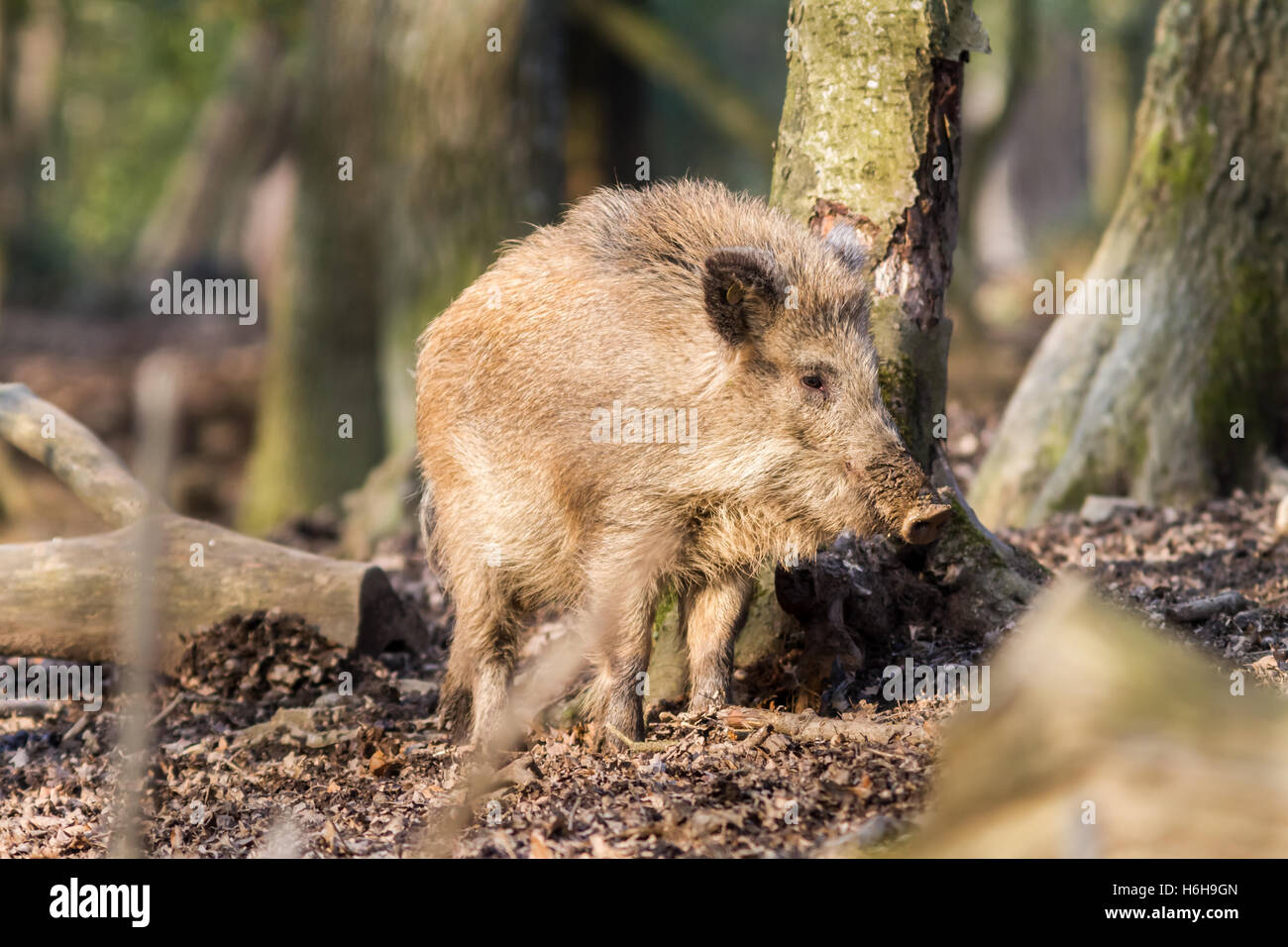 Wild Boar (sus scrofa scrofa) - wild boar enclosure, Roetgen, Germany ...