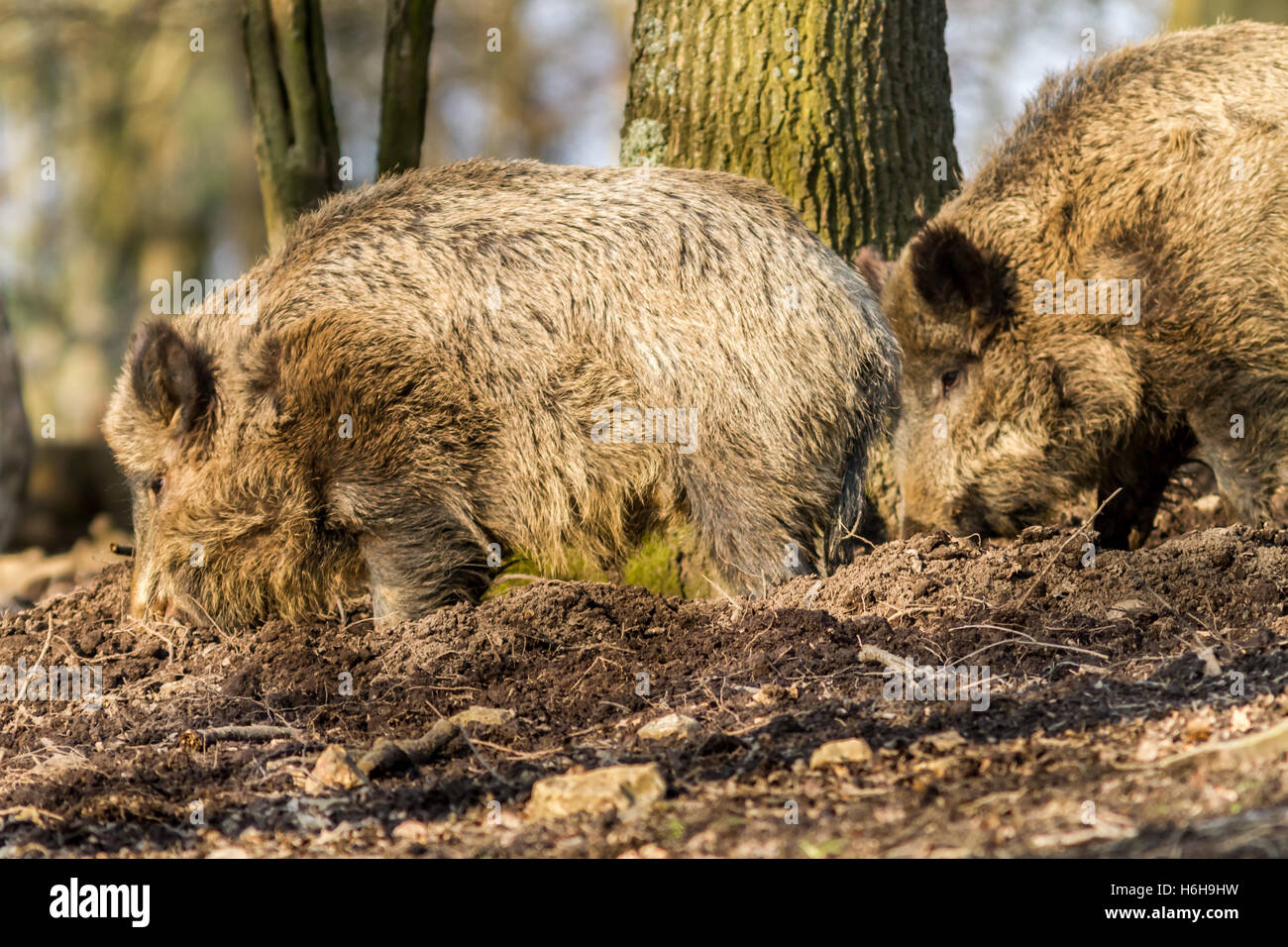 Wild Boar (sus scrofa scrofa) - wild boar enclosure, Roetgen, Germany ...