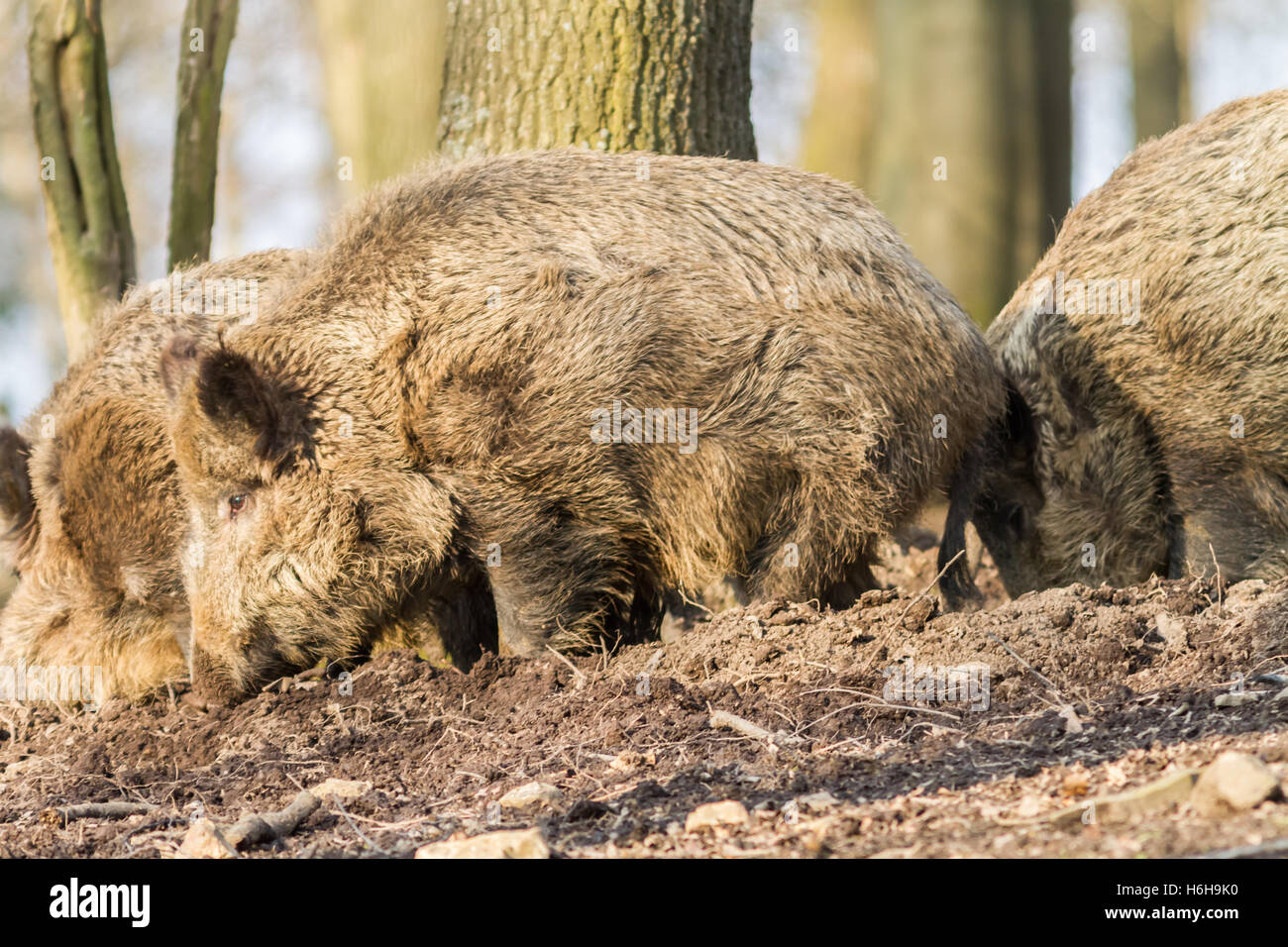 Wild animal enclosure dig hi-res stock photography and images - Alamy