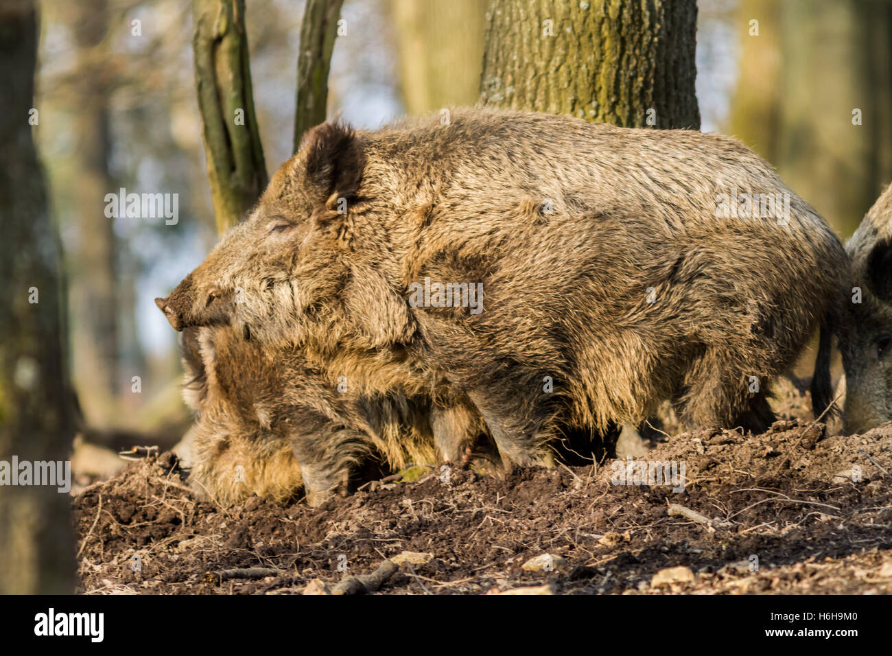 Wild Boar (sus scrofa scrofa) - wild boar enclosure, Roetgen, Germany ...