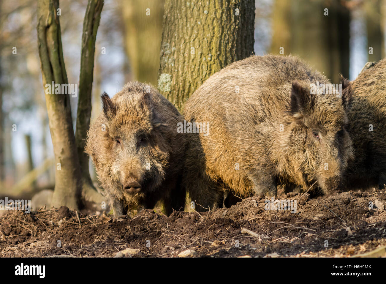 Wild Boar (sus scrofa scrofa) - wild boar enclosure, Roetgen, Germany ...