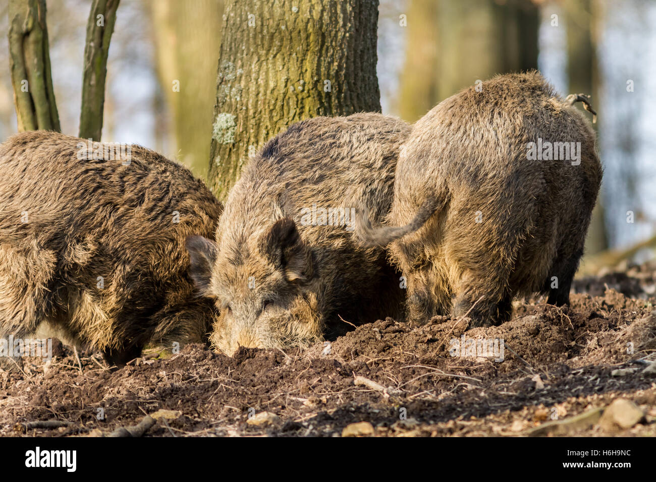 Wild Boar (sus scrofa scrofa) - wild boar enclosure, Roetgen, Germany ...