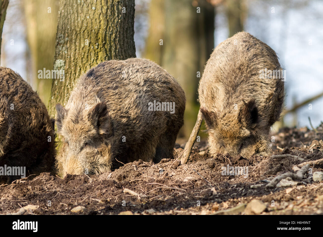 Wild Boar (sus scrofa scrofa) - wild boar enclosure, Roetgen, Germany ...