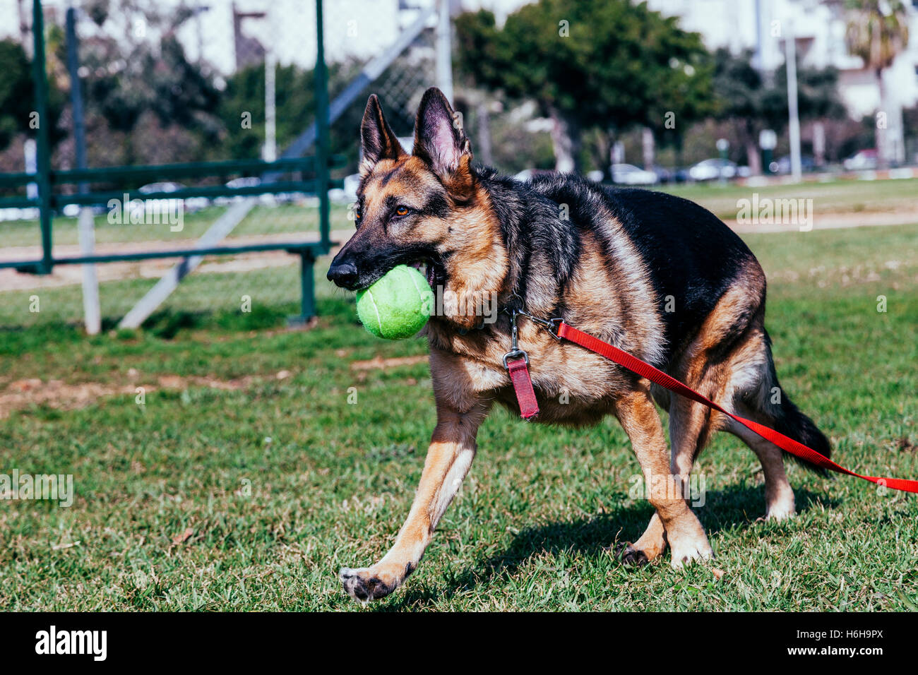 A female German Shepherd dog playing with an oversized tennis ball on a ...