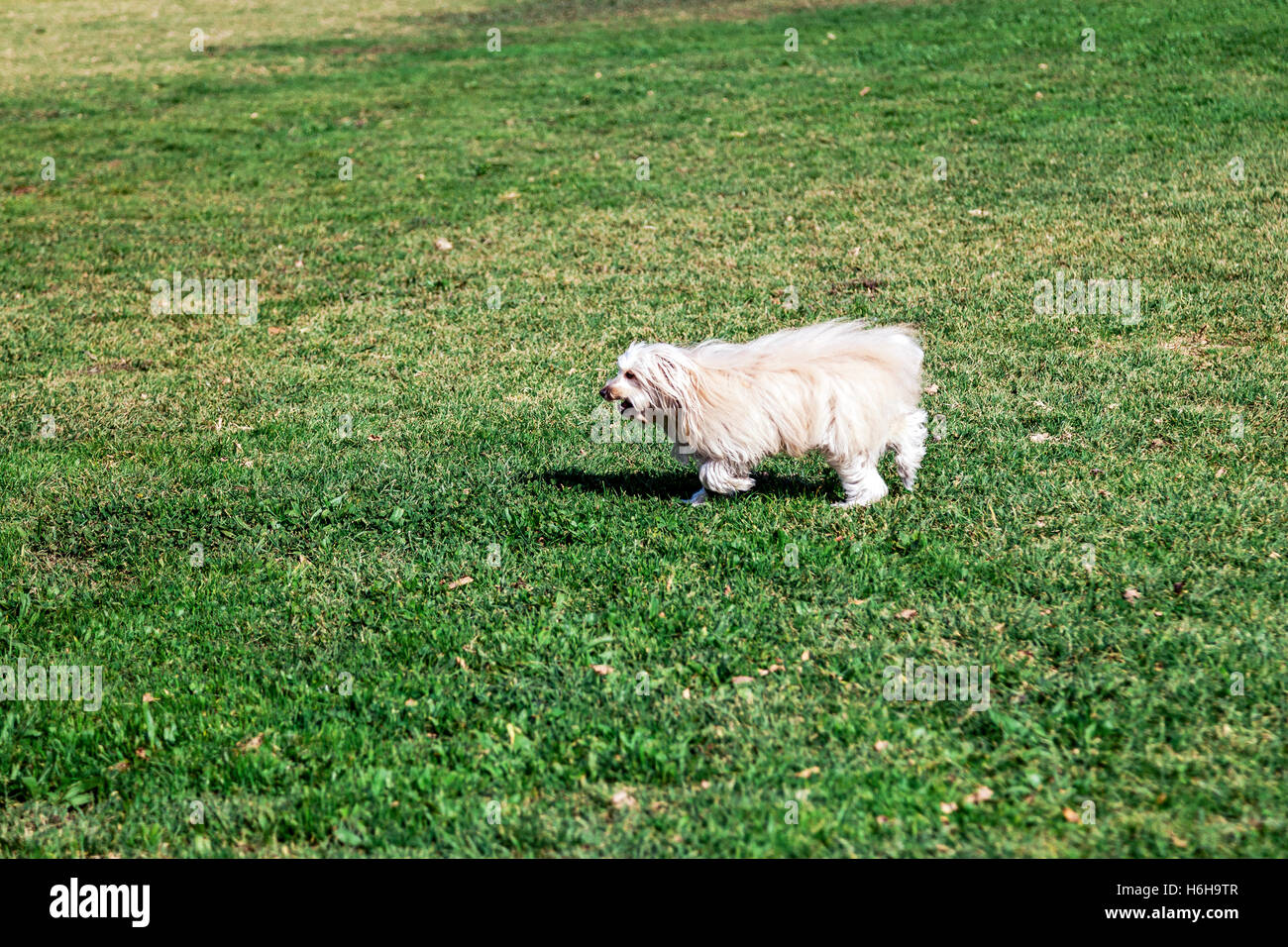 A Toy Poodle running happily on the grass at a park Stock Photo - Alamy