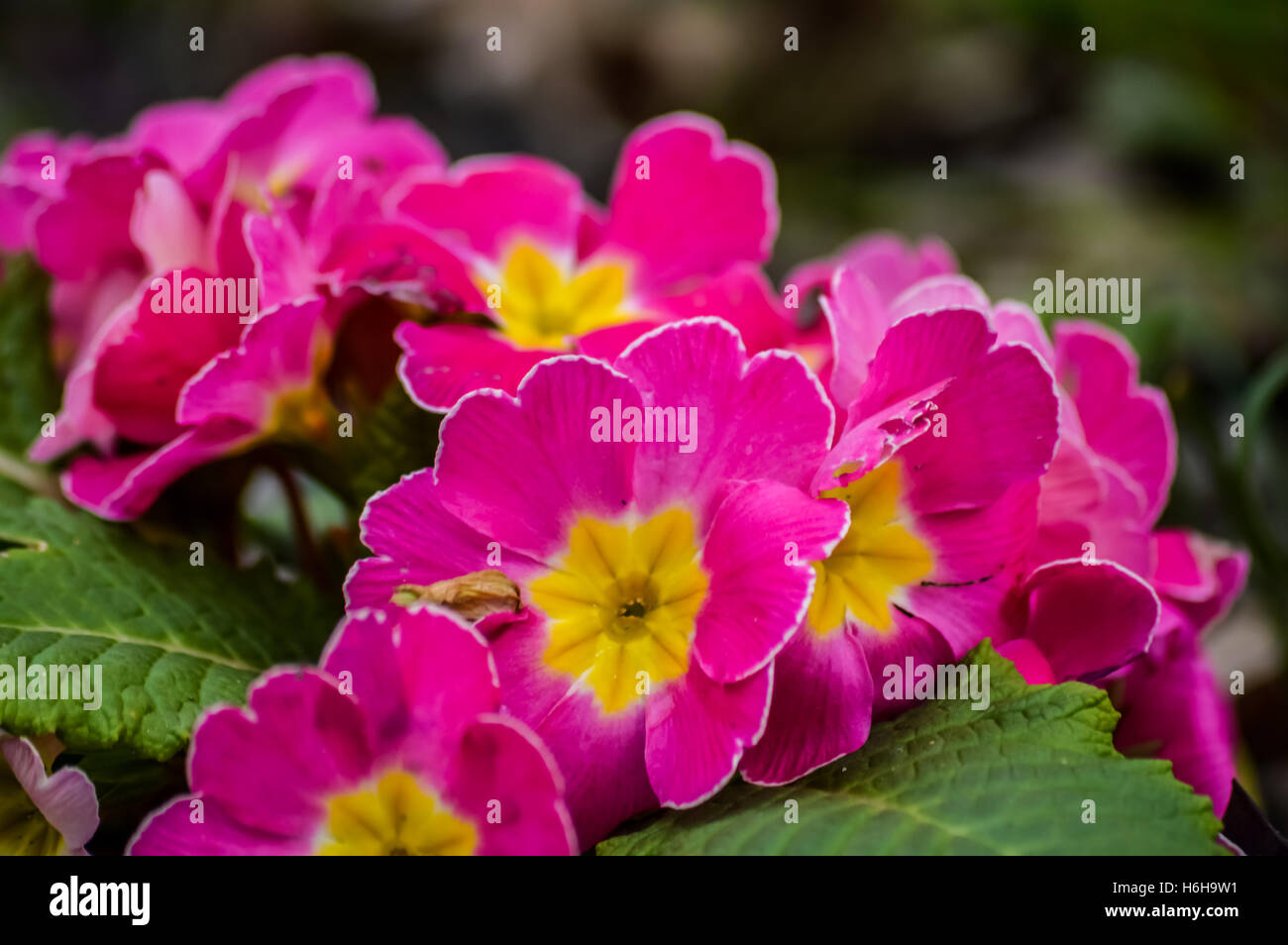 Magenta pink corolla hi-res stock photography and images - Alamy