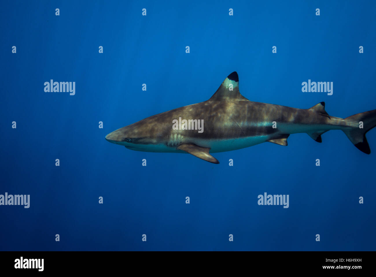 School blacktip gray reef shark hi-res stock photography and images - Alamy