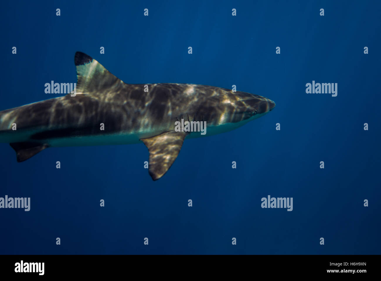 Blacktipreef shark in the sunshine. Shark diving at Vertigo, Yap island ...