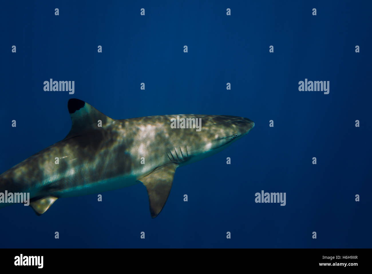 School blacktip gray reef shark hi-res stock photography and images - Alamy