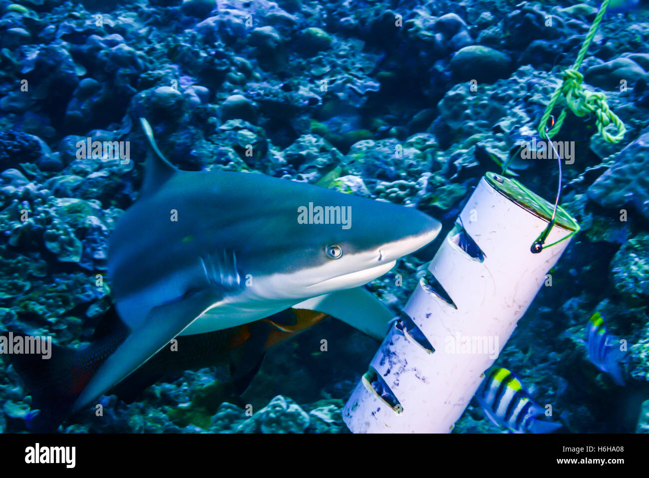 My favorite smell. Gray reef shark and bait. Shark diving at Vertigo ...