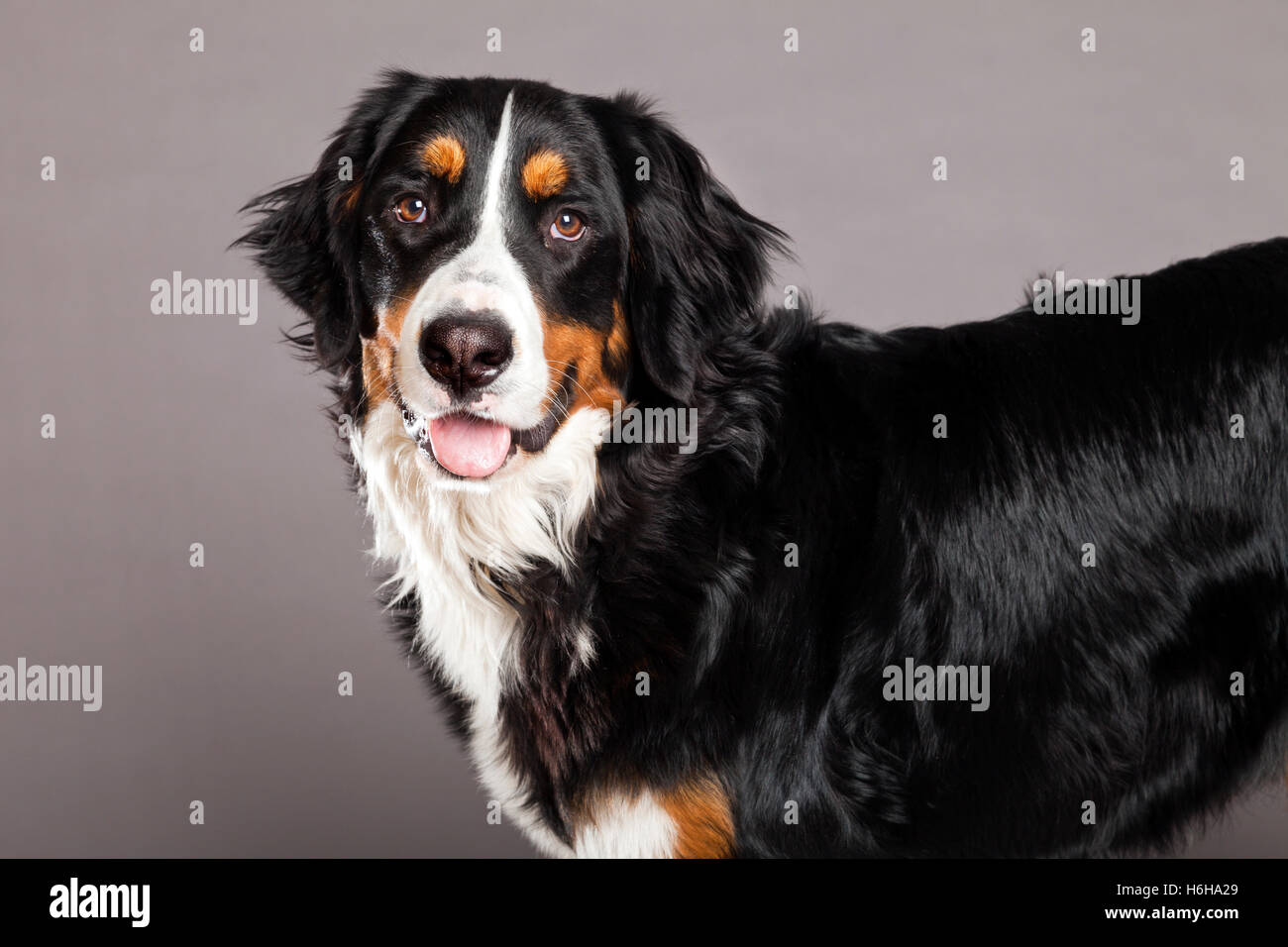 Bernard sennenhund hi-res stock photography and images - Alamy