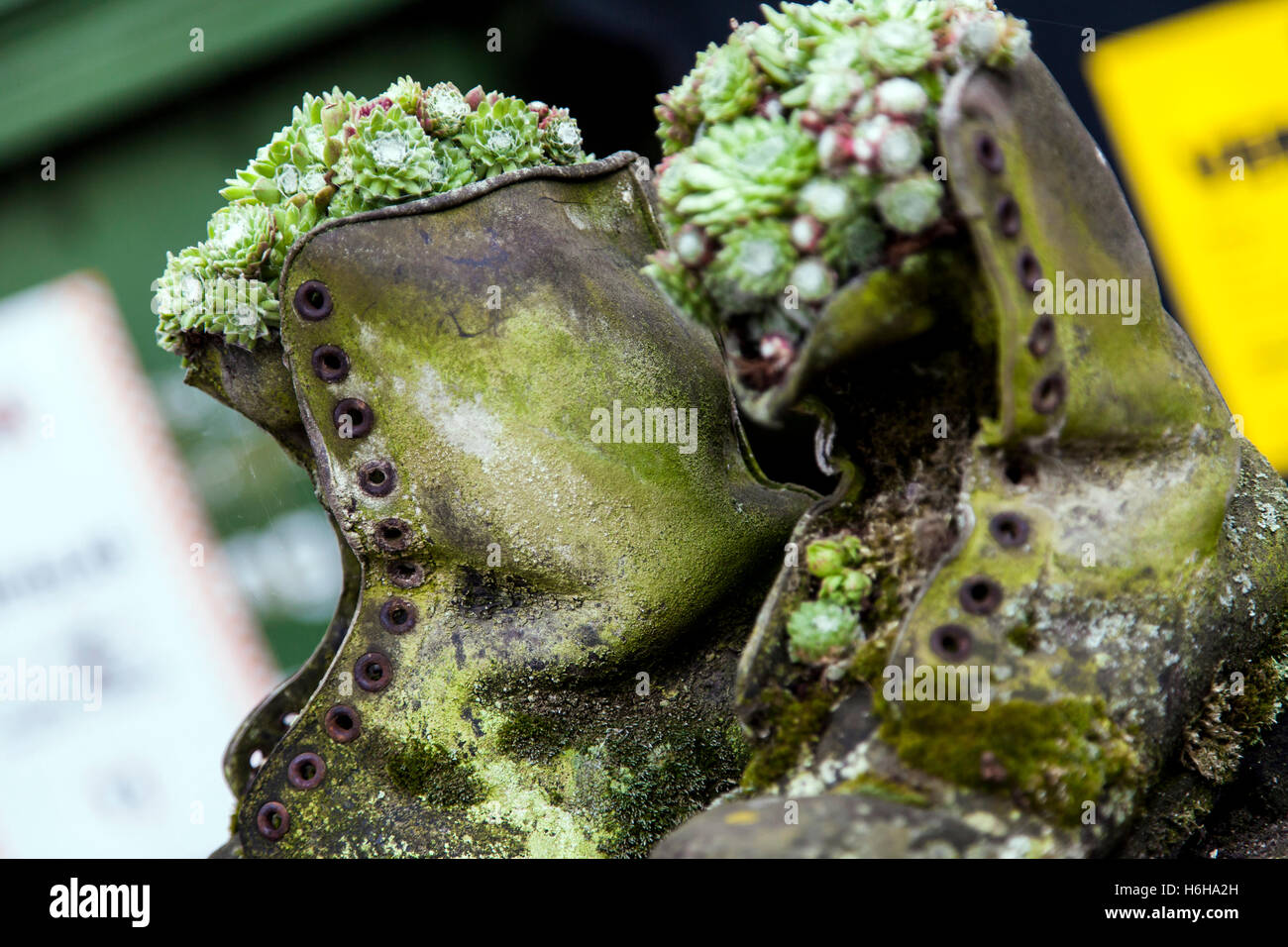 Old army boots serving as planters Stock Photo - Alamy