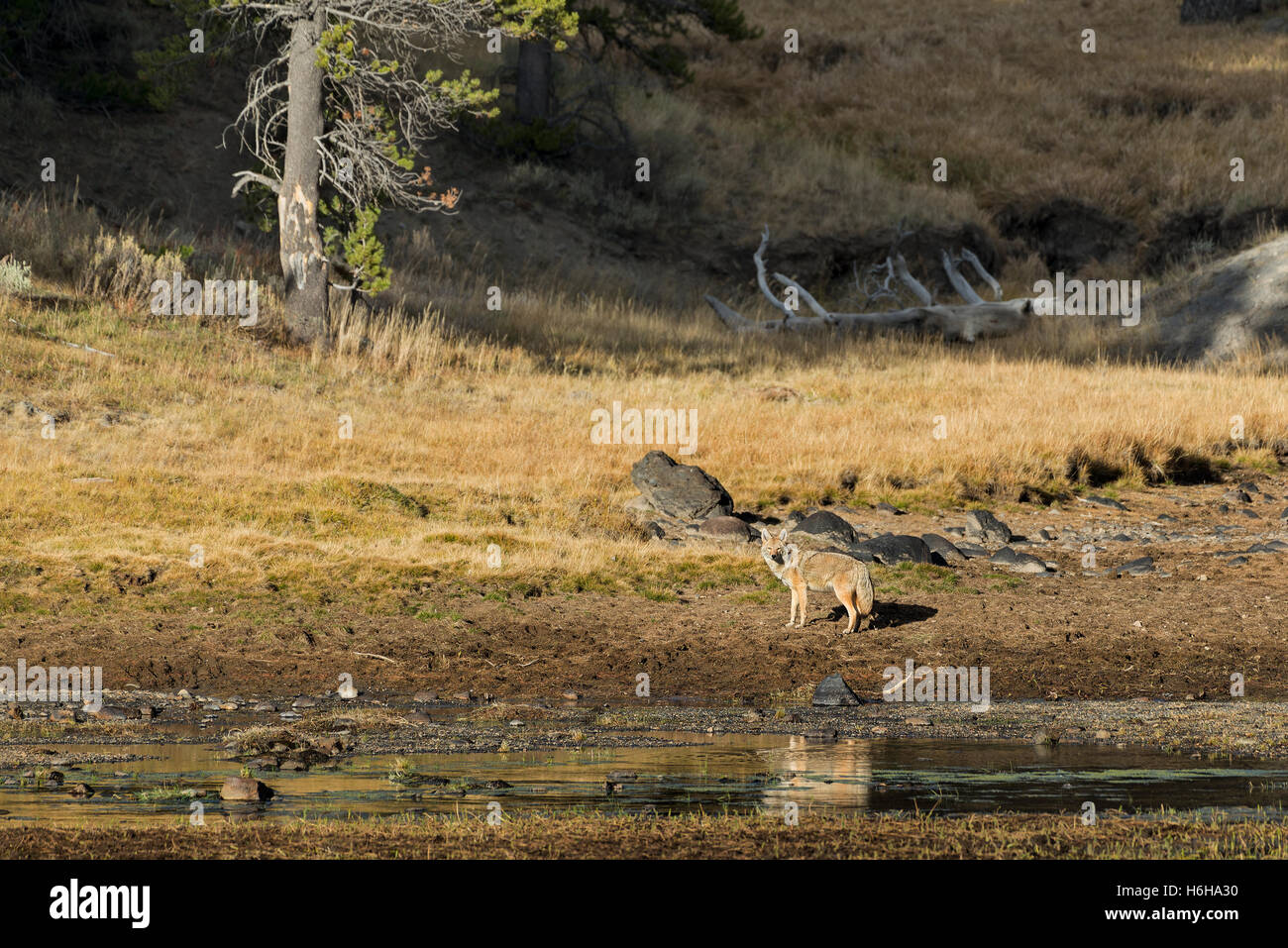 Yellowstone predators hi-res stock photography and images - Alamy