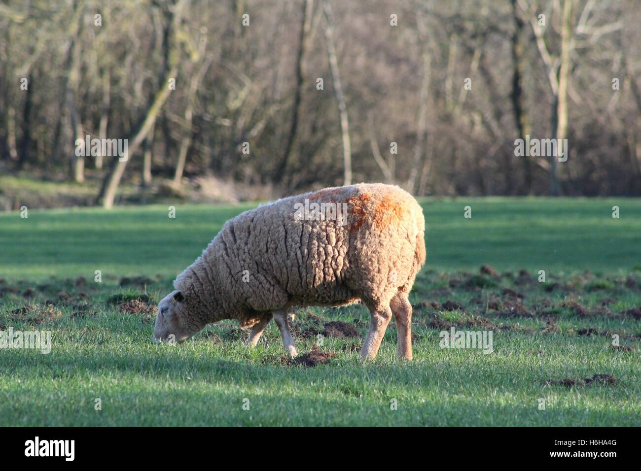 Big woolly sheep grazing in the spring sunshine Stock Photo - Alamy