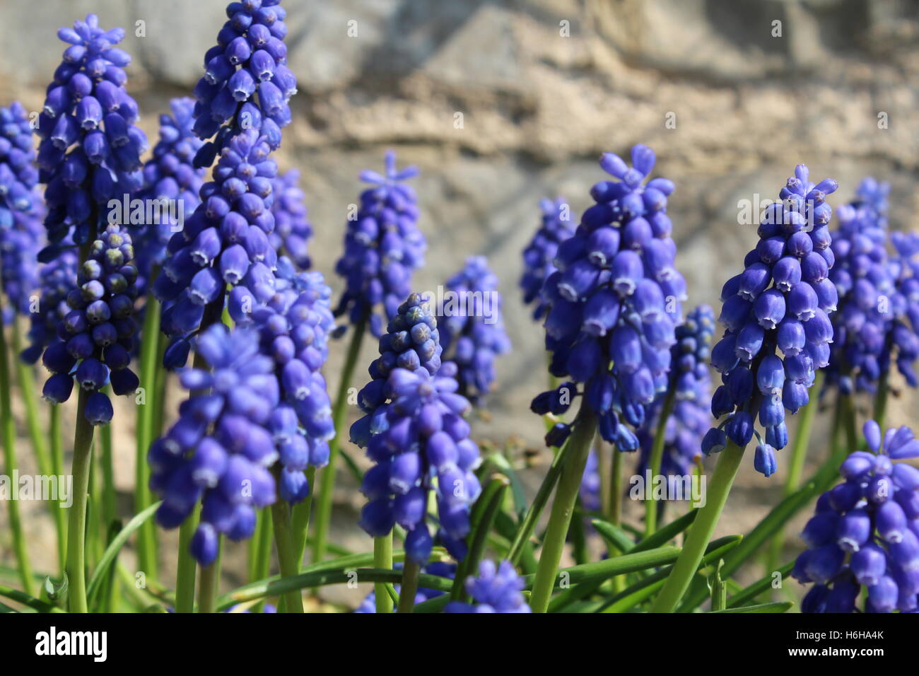 Pretty blue flowers in summer sunshine Stock Photo - Alamy
