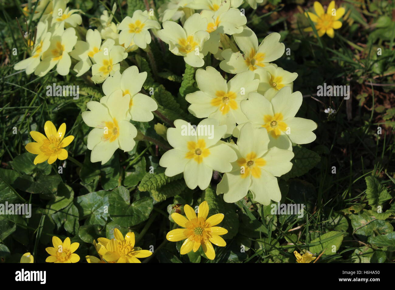 Bunch of yellow flowering Primroses Stock Photo - Alamy