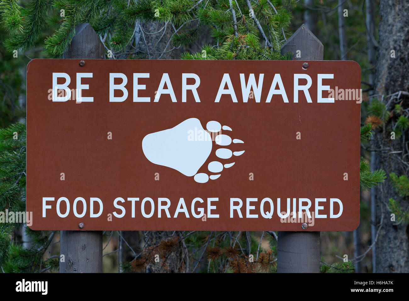 Yellowstone bears tourist hi-res stock photography and images - Alamy