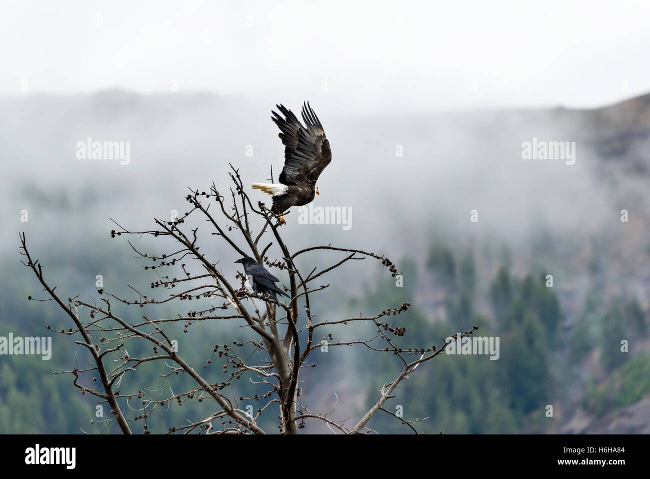 Mobbing in animals hi-res stock photography and images - Alamy