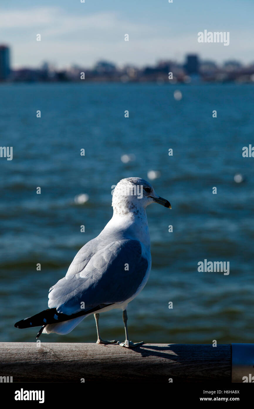 Seagull sitting on a railing by the Hudson River, New-Jersey in the ...
