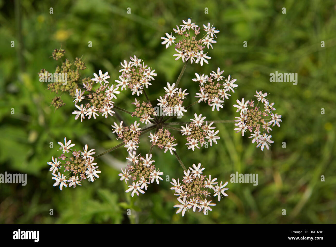 A hogweed flower, Heracleum sphondylium with florets beginning to open ...