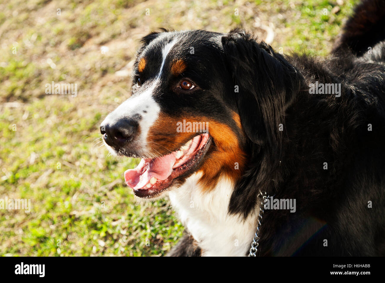 Portrait of an excited female Berner Sennenhund dog at the park on a ...