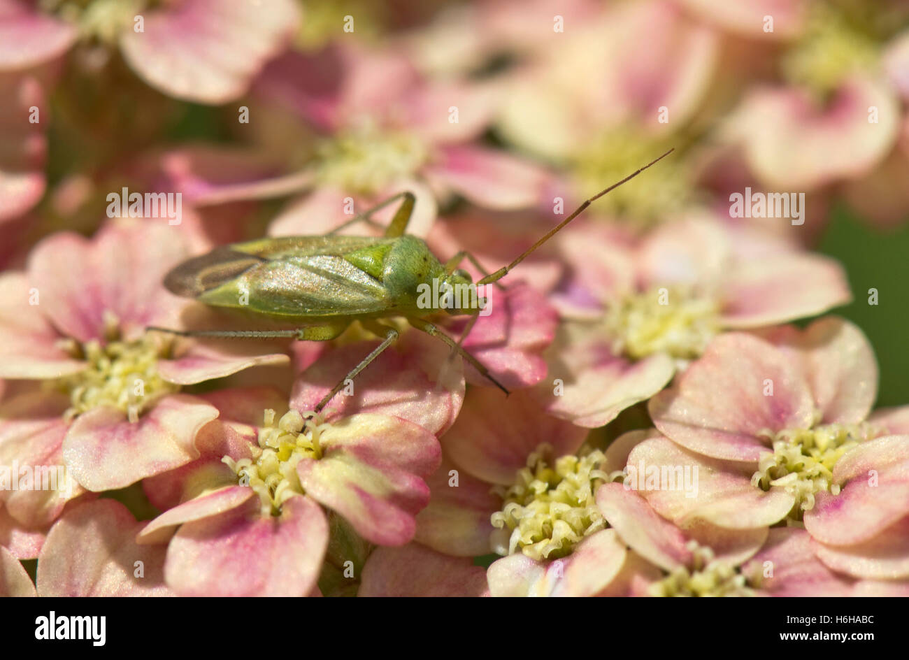 Lygocoris pabulinus miridae hi-res stock photography and images - Alamy