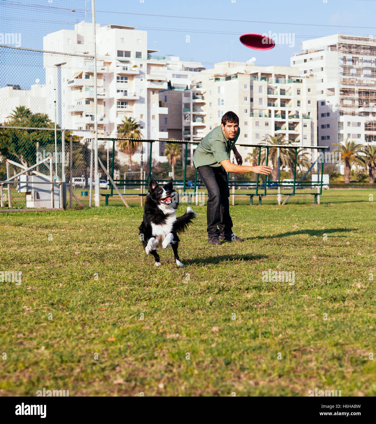 A Border Collie dog having fun playing a game of frisbee with his owner ...