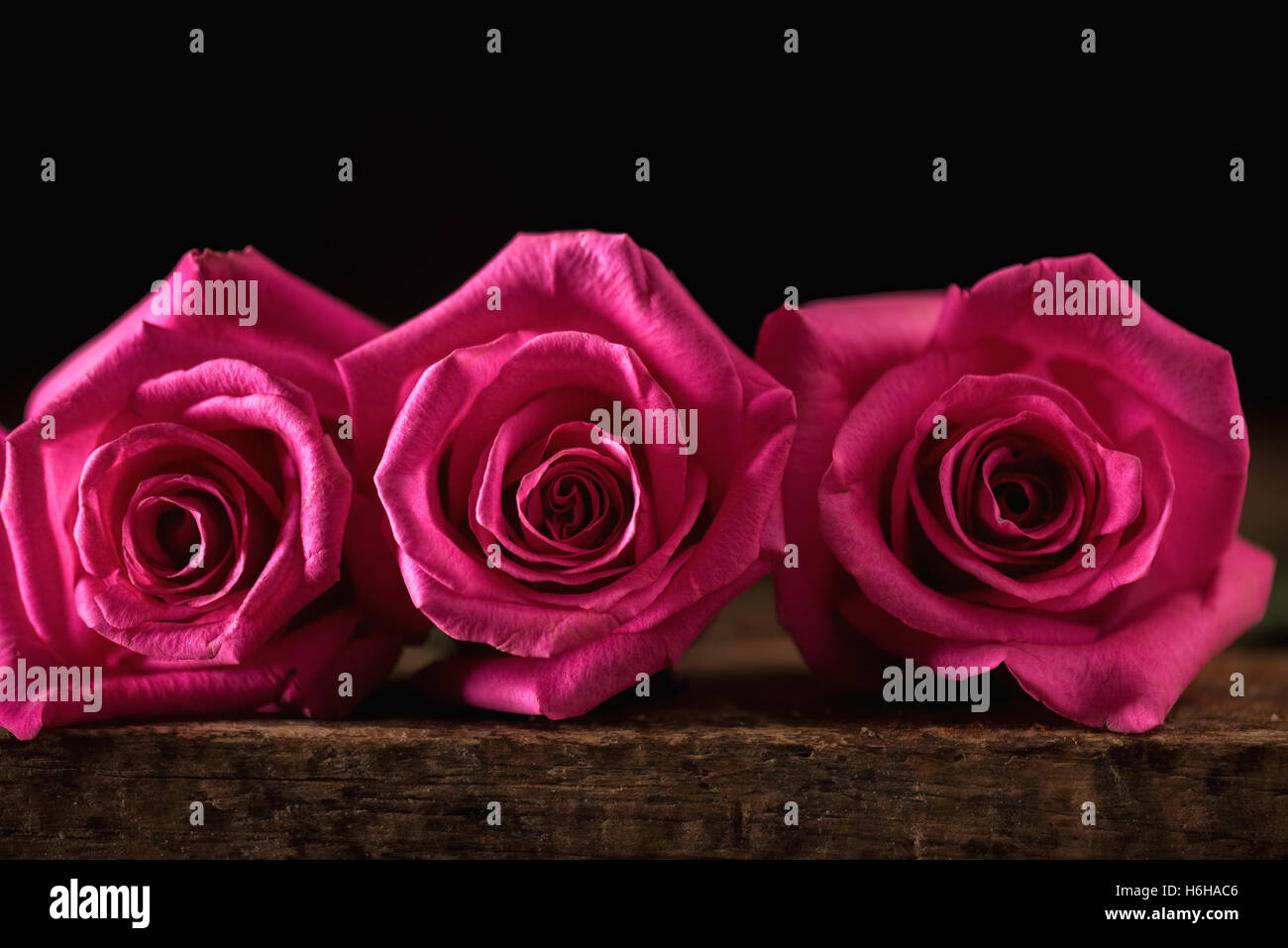 Pink roses shot in subdued lighting with copy space Stock Photo - Alamy