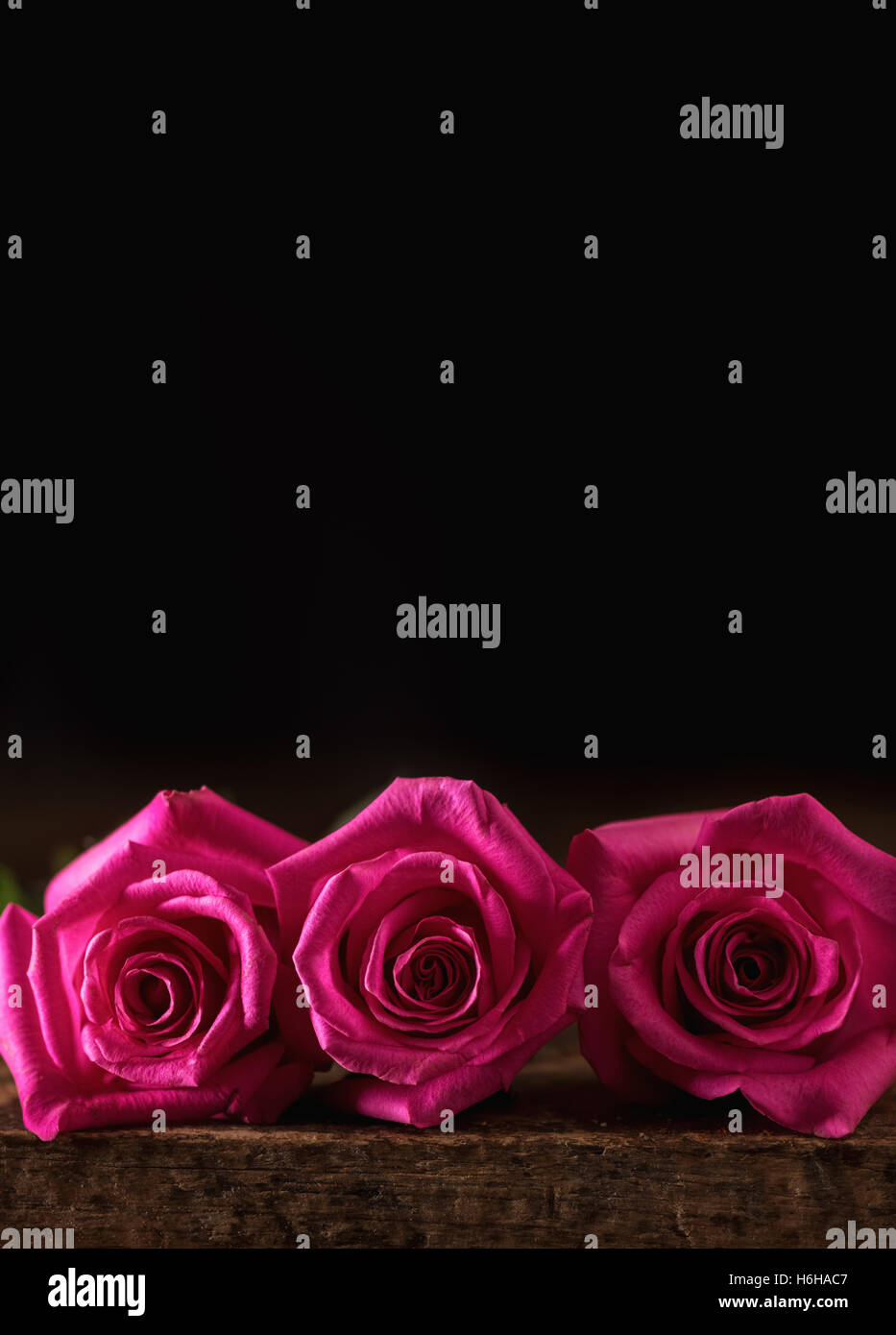 Pink roses shot in subdued lighting with copy space Stock Photo - Alamy