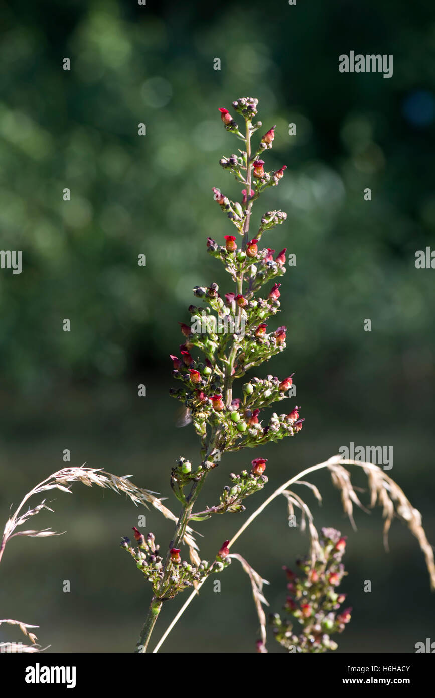 Flowering plant of common figwort, Scrophularia nodosa, beside the ...