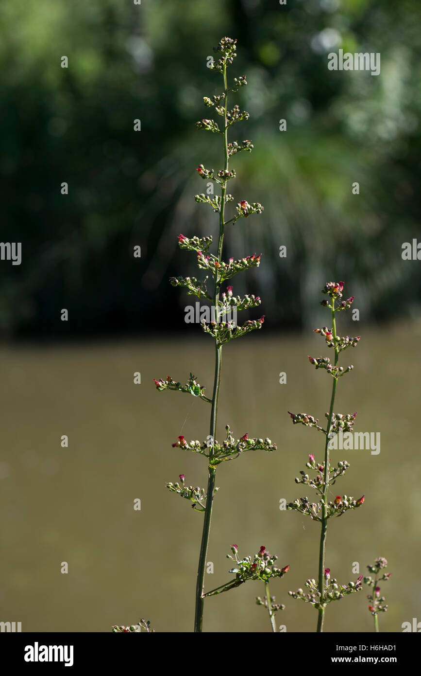 Flowering plant of common figwort, Scrophularia nodosa, beside the ...