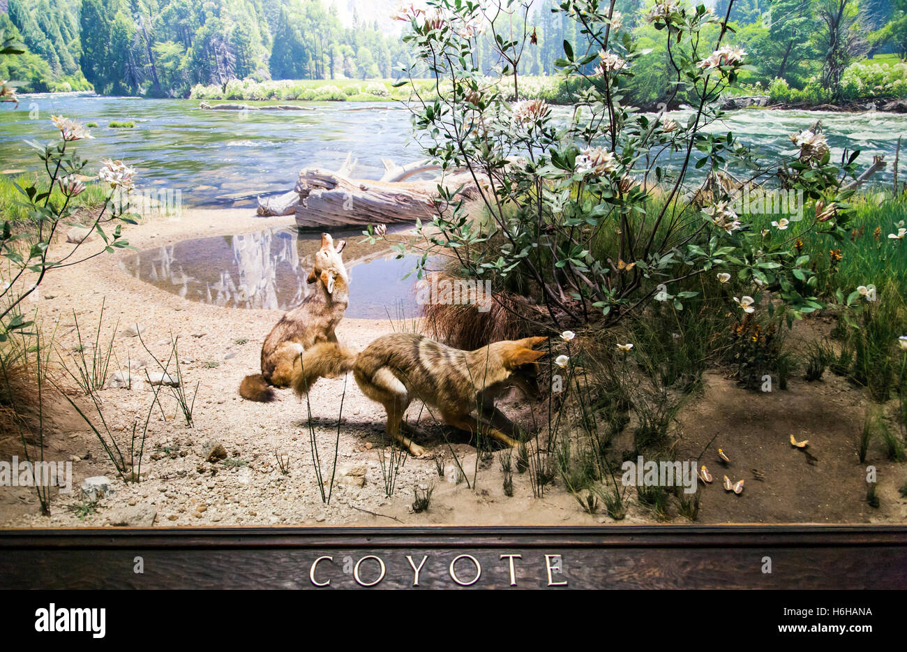 New-York, USA - NOV 19: Taxidermies of Coyote on display in the ...
